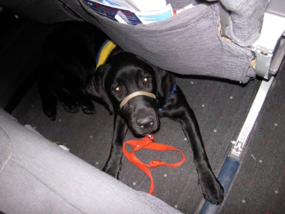 CCI puppies | All Together in a Scattered Sort of Way